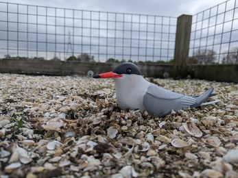 'Sometimes birds don't listen to me' - the work of a Conservation ...