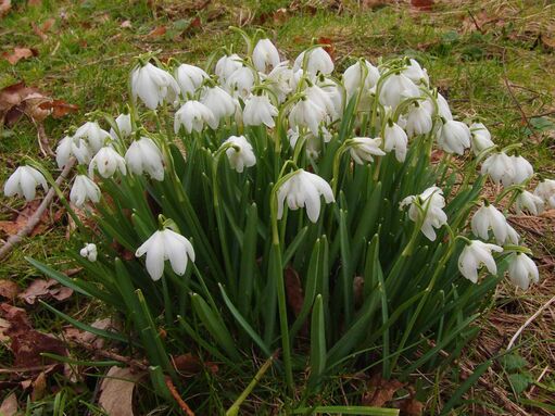 Senses of spring: sights of spring | London Wildlife Trust