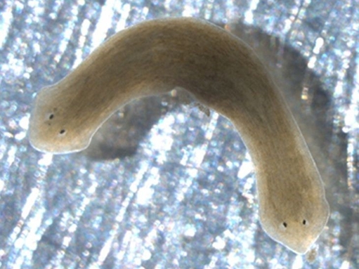 Planaria | London Wildlife Trust