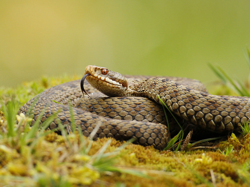 How to identify British snakes | London Wildlife Trust