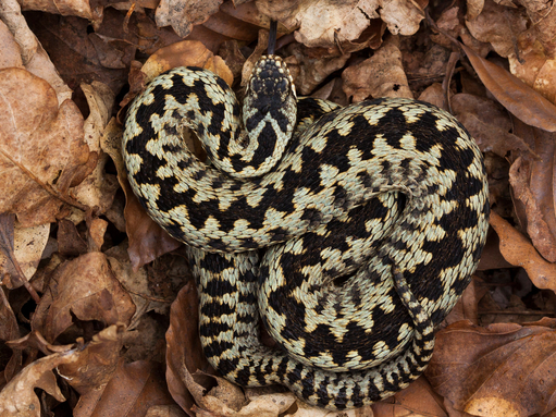 How to identify British snakes | London Wildlife Trust