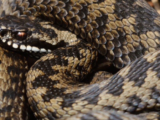 How to identify British snakes | London Wildlife Trust