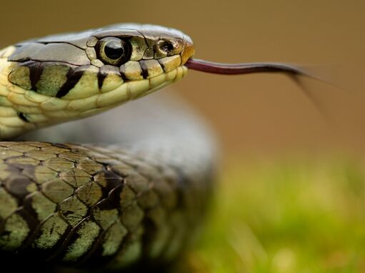 How to identify British snakes | London Wildlife Trust