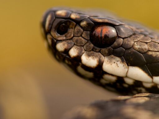 How to identify British snakes | London Wildlife Trust