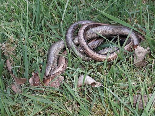 How to identify British snakes | London Wildlife Trust