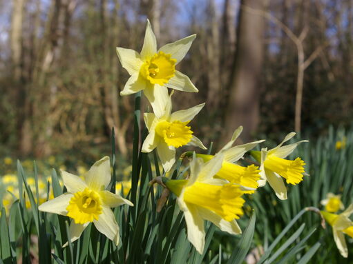 Senses of spring: sights of spring | London Wildlife Trust