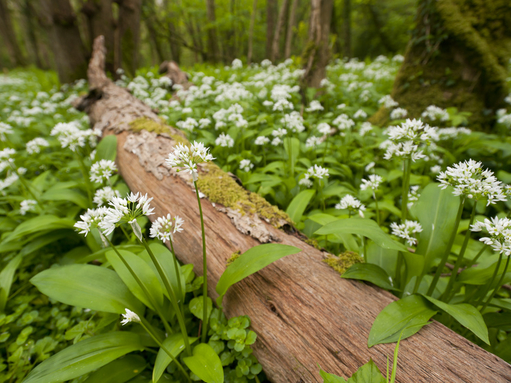 Senses of spring: smells of spring | London Wildlife Trust