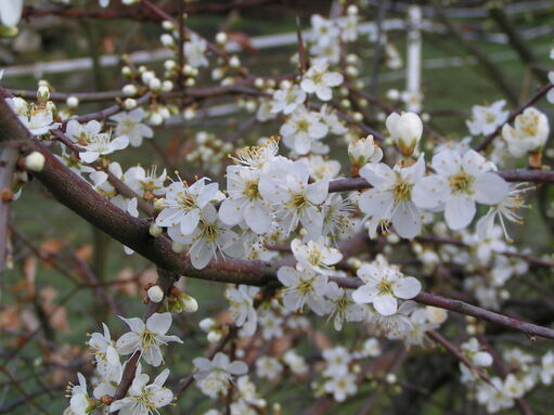 Senses of spring: smells of spring | London Wildlife Trust