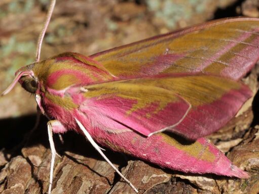 A beginner's guide to spotting and trapping moths | London Wildlife Trust
