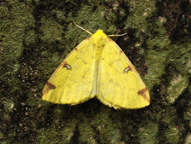 A beginner's guide to spotting and trapping moths | London Wildlife Trust