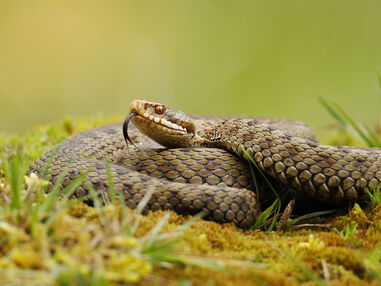 How to identify British snakes | London Wildlife Trust
