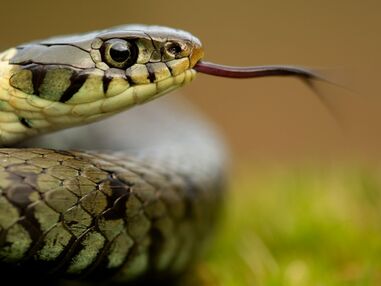 How to identify British snakes | London Wildlife Trust