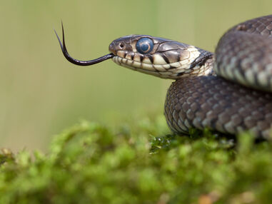 How to identify British snakes | London Wildlife Trust