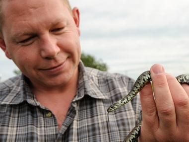 How to identify British snakes | London Wildlife Trust