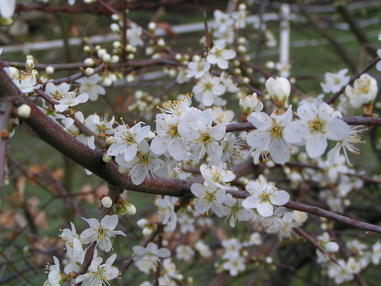 Senses of spring: smells of spring | London Wildlife Trust