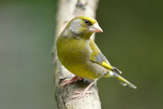 Finches and buntings | London Wildlife Trust