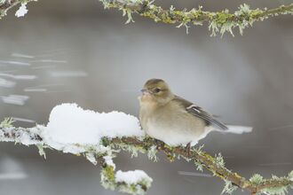 Finches and buntings | London Wildlife Trust