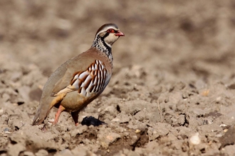 Grouse, partridges, pheasant and quail | London Wildlife Trust