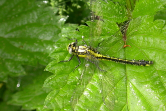 Dragonflies | London Wildlife Trust