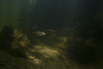 Freshwater fish | London Wildlife Trust