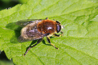 Flies | London Wildlife Trust