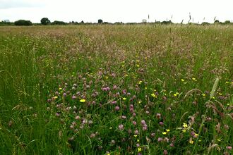 Yeading Brook Meadows | London Wildlife Trust