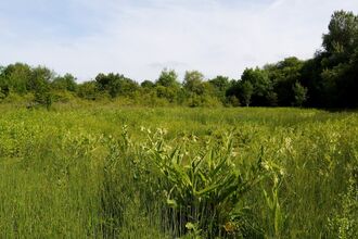 Nature Reserves | London Wildlife Trust