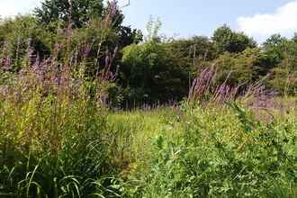 Nature Reserves | London Wildlife Trust