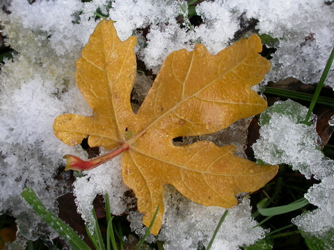 Field maple | London Wildlife Trust