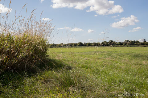 Yeading Brook Meadows | London Wildlife Trust