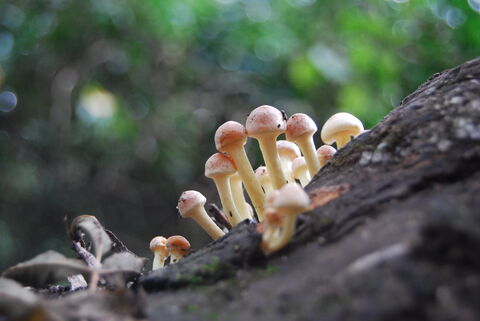 Finches and buntings | London Wildlife Trust