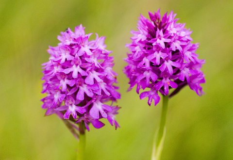 growing native orchids uk