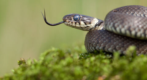 How to identify British snakes | London Wildlife Trust