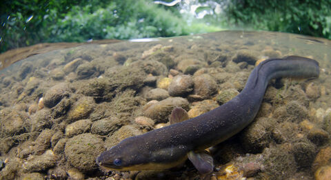 Forgotten eels by Keeping it Wild Trainee Lee | London Wildlife Trust