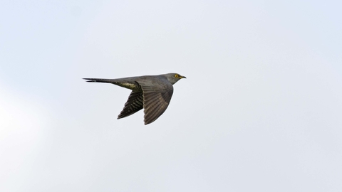 Cuckoo | London Wildlife Trust
