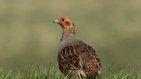 Grey partridge | London Wildlife Trust