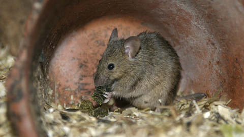 House mouse | London Wildlife Trust