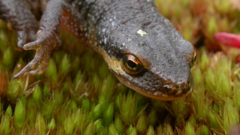 Palmate newt | London Wildlife Trust