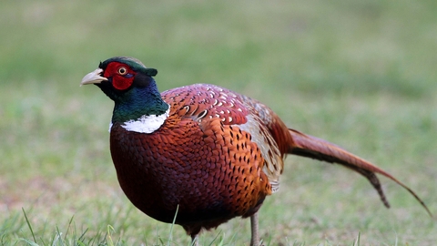 Pheasant | London Wildlife Trust