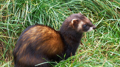 Polecat | London Wildlife Trust
