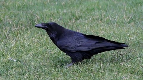 Raven | London Wildlife Trust