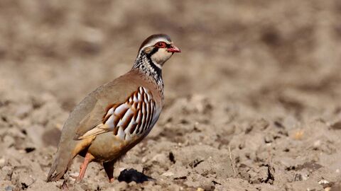 Red-legged partridge | London Wildlife Trust