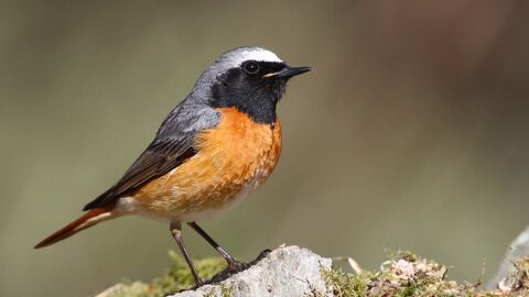 Redstart | London Wildlife Trust