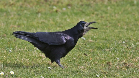 Rook | London Wildlife Trust