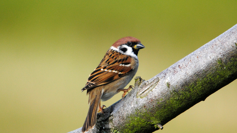 Tree sparrow | London Wildlife Trust