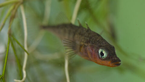 Three-spined stickleback | London Wildlife Trust