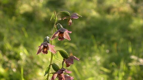 Broad-leaved helleborine | London Wildlife Trust