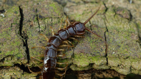 Brown centipede | London Wildlife Trust