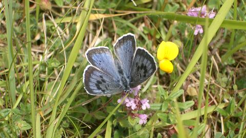 Large blue | London Wildlife Trust