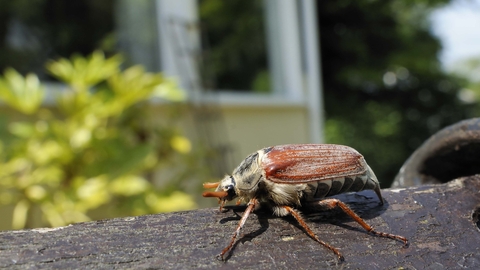 Common cockchafer | London Wildlife Trust